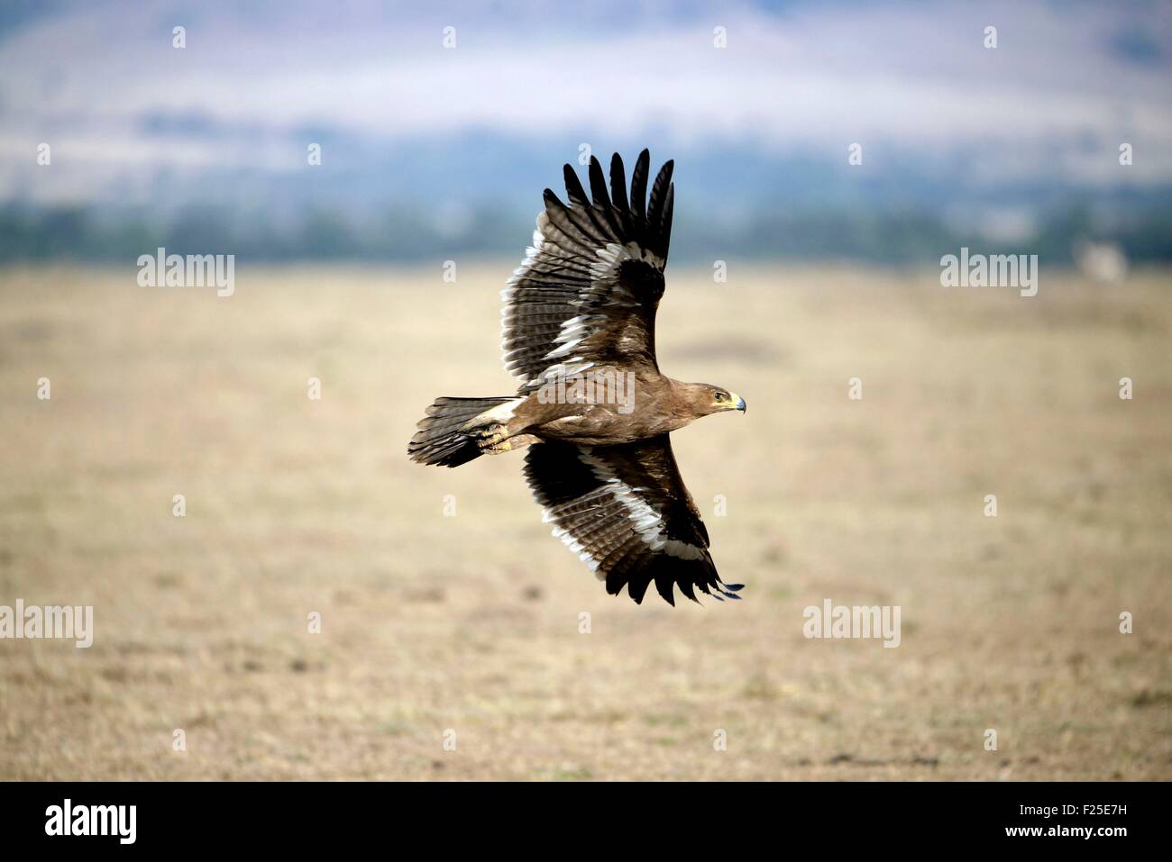 Kenya, Masai Mara Reserve, bird, raptor, Tawny Eagle (Aquila rapax) in ...