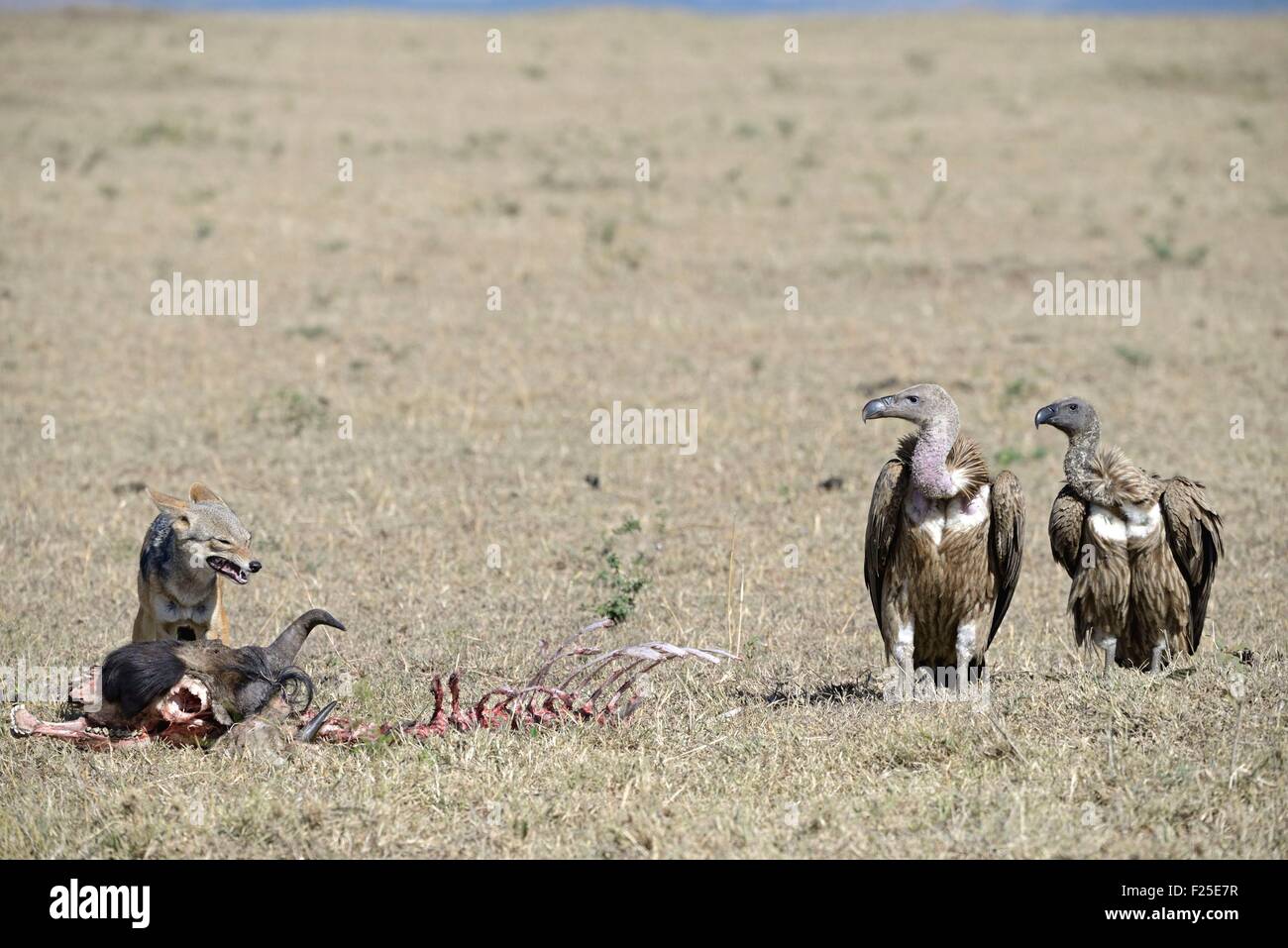 Kenya, Masai Mara Reserve, chabraque Jackal (Canis mesomelas) and White ...