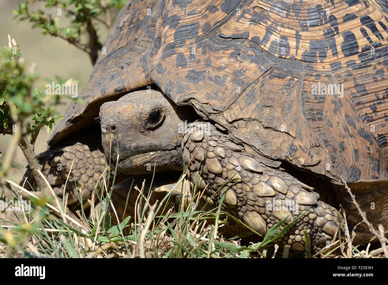 Reptile protection hi-res stock photography and images - Alamy