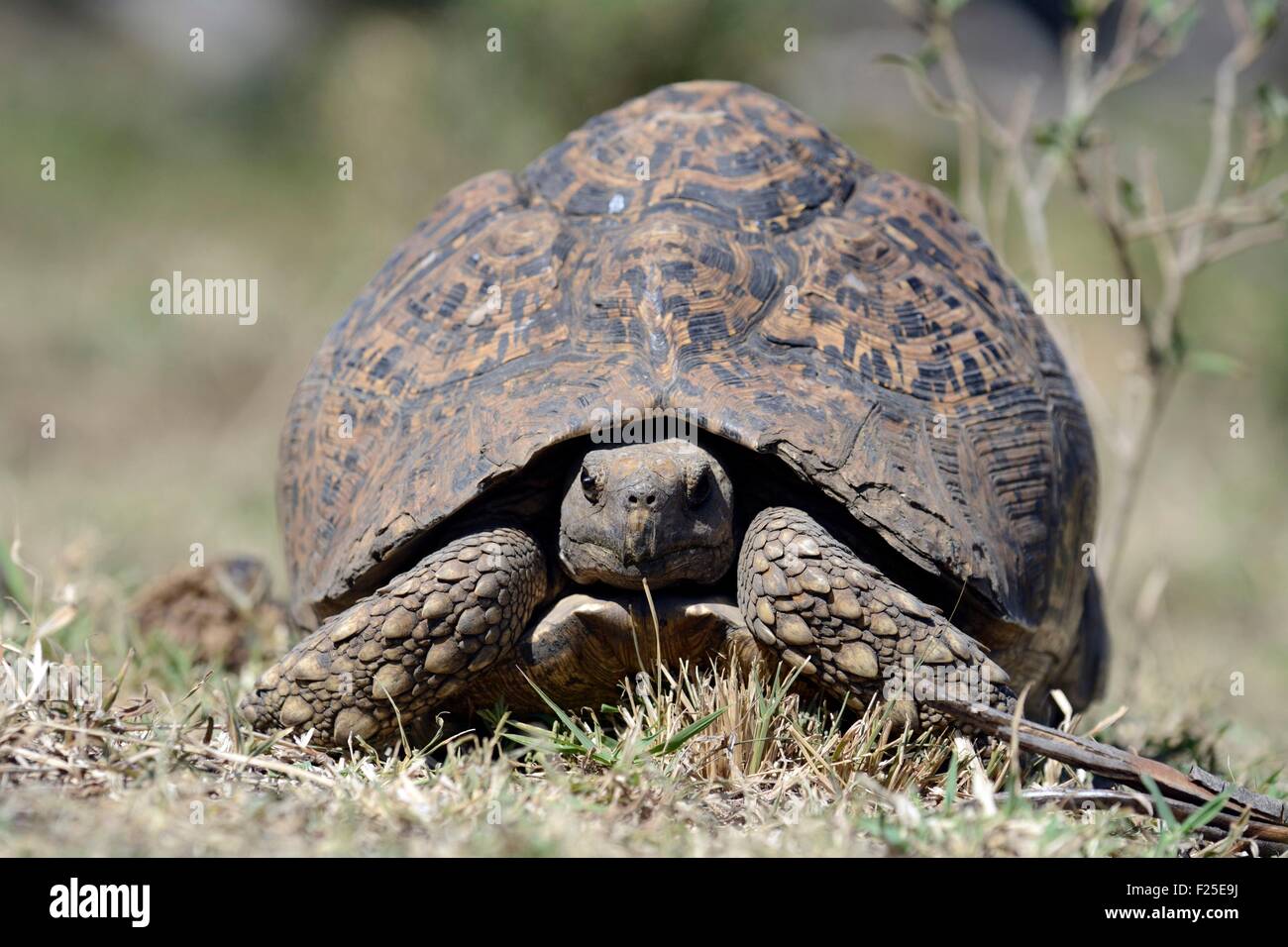 Reptile protection hi-res stock photography and images - Alamy