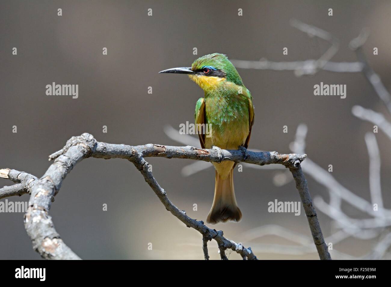 Dwarf types hi-res stock photography and images - Alamy