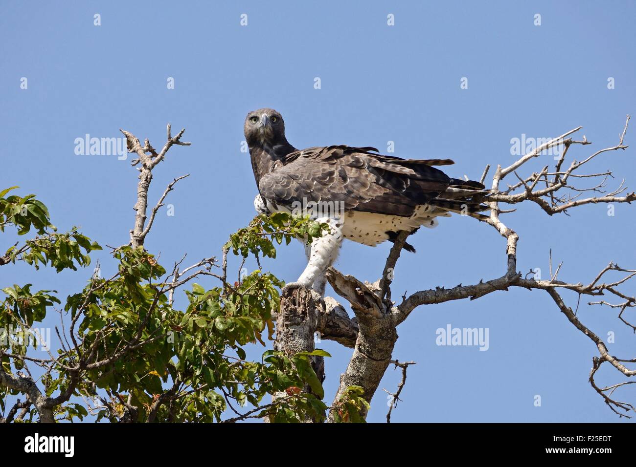 Kenya, Masai Mara Reserve, bird, raptor, Martial Eagle (Polemaetus ...