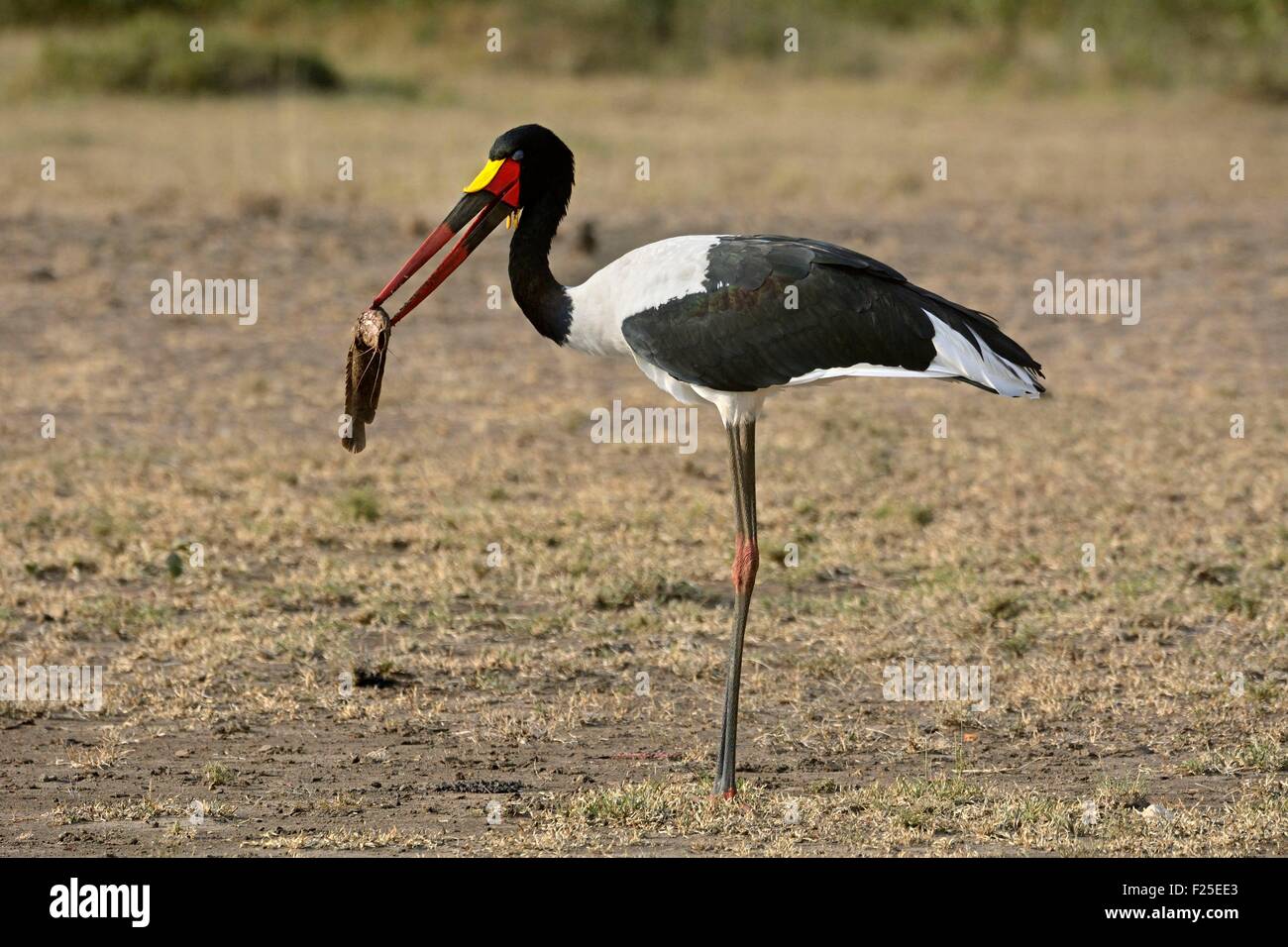 Kenya, Masai Mara Reserve, Jabiru (Ephippiorhynchus senegalensis ...