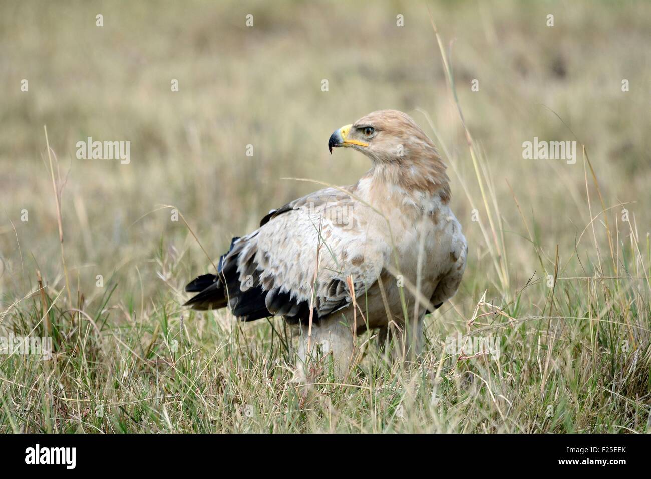 Kenya, Masai Mara Reserve, bird Stock Photo - Alamy