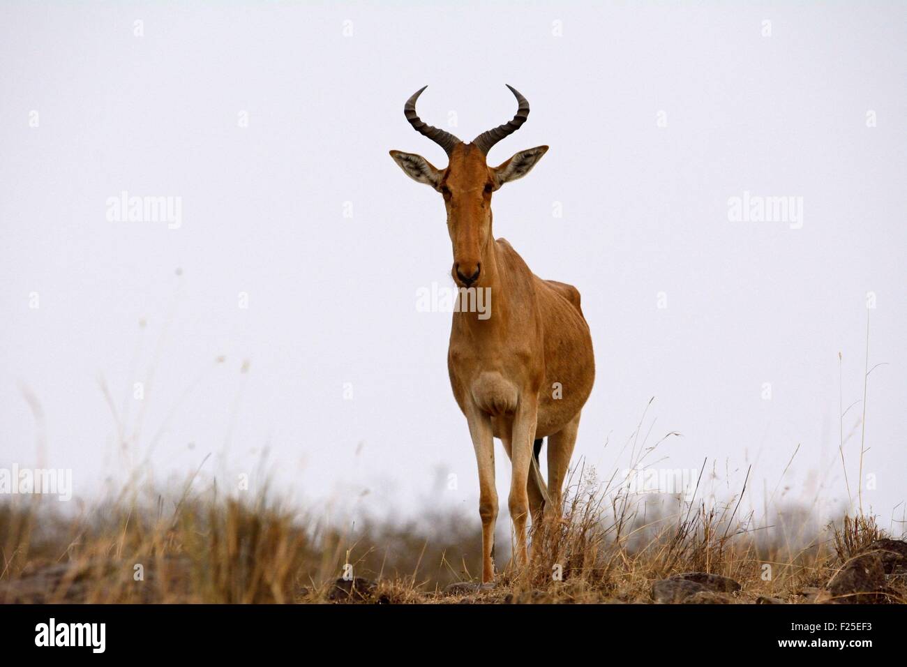 Kenya, Masai Mara Reserve, hartebeest (Alcephalus busephalus Stock ...