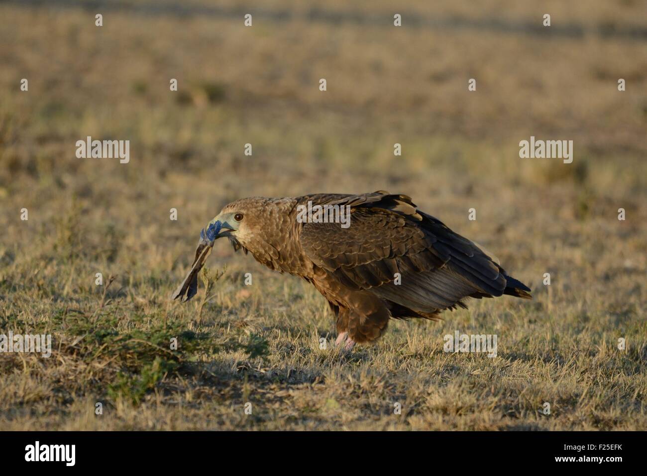 Masai mara kenya bird hi-res stock photography and images - Alamy