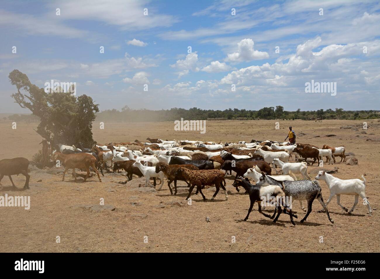Kenya, Masai Mara Reserve, goat herd led by a Maasai shepherd Stock ...