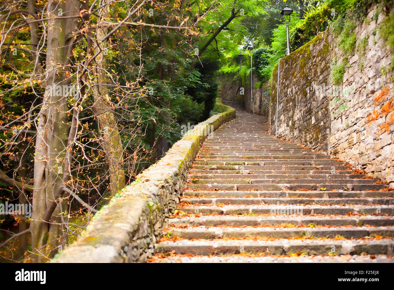 Old staircase in the grove hi-res stock photography and images - Alamy