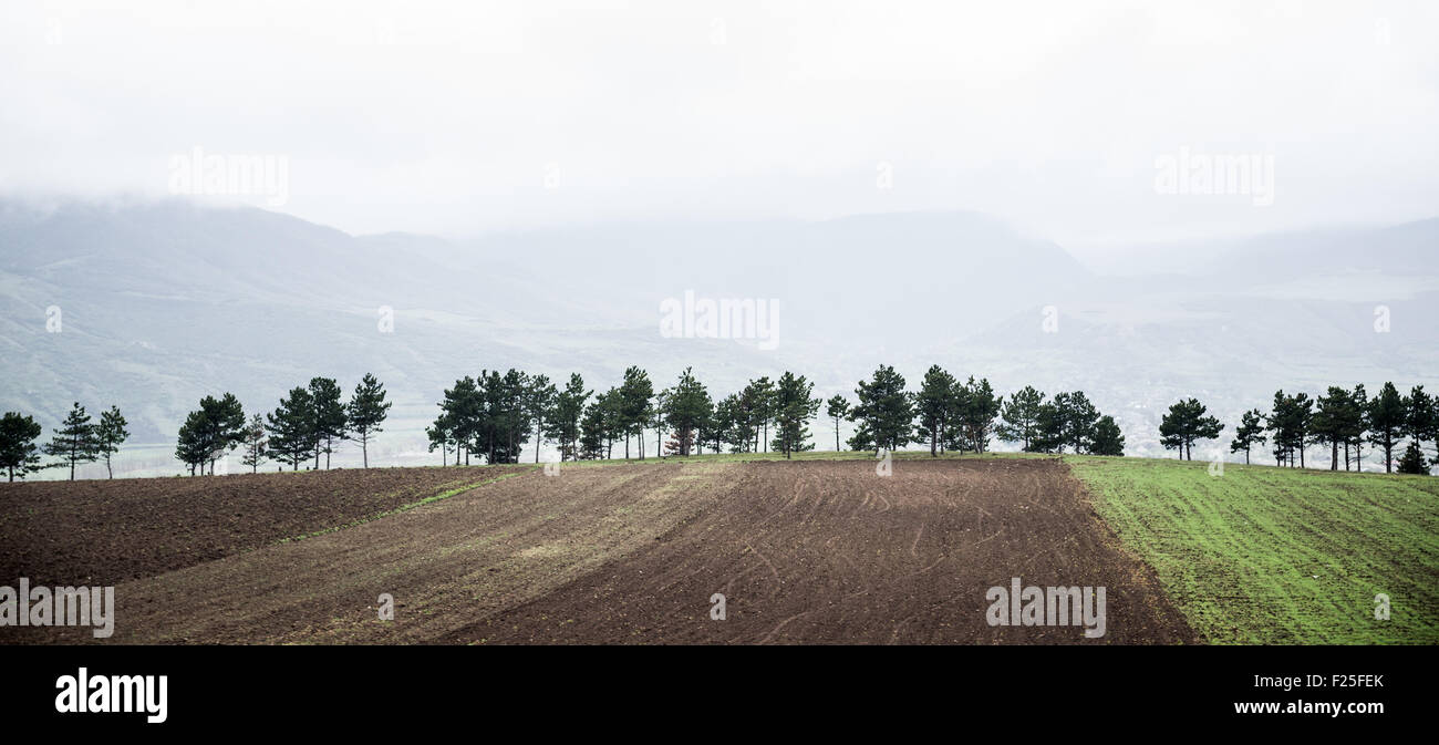 Line of trees on a fields in western part of Georgia Stock Photo - Alamy