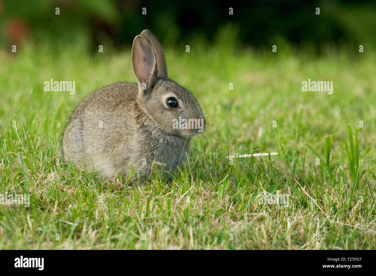 European Rabbit (Oryctolagus cuniculus) on lawn Stock Photo - Alamy