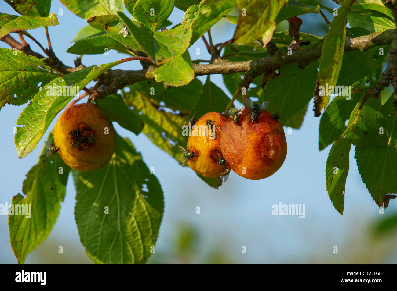 Insects on fruit Stock Photo - Alamy