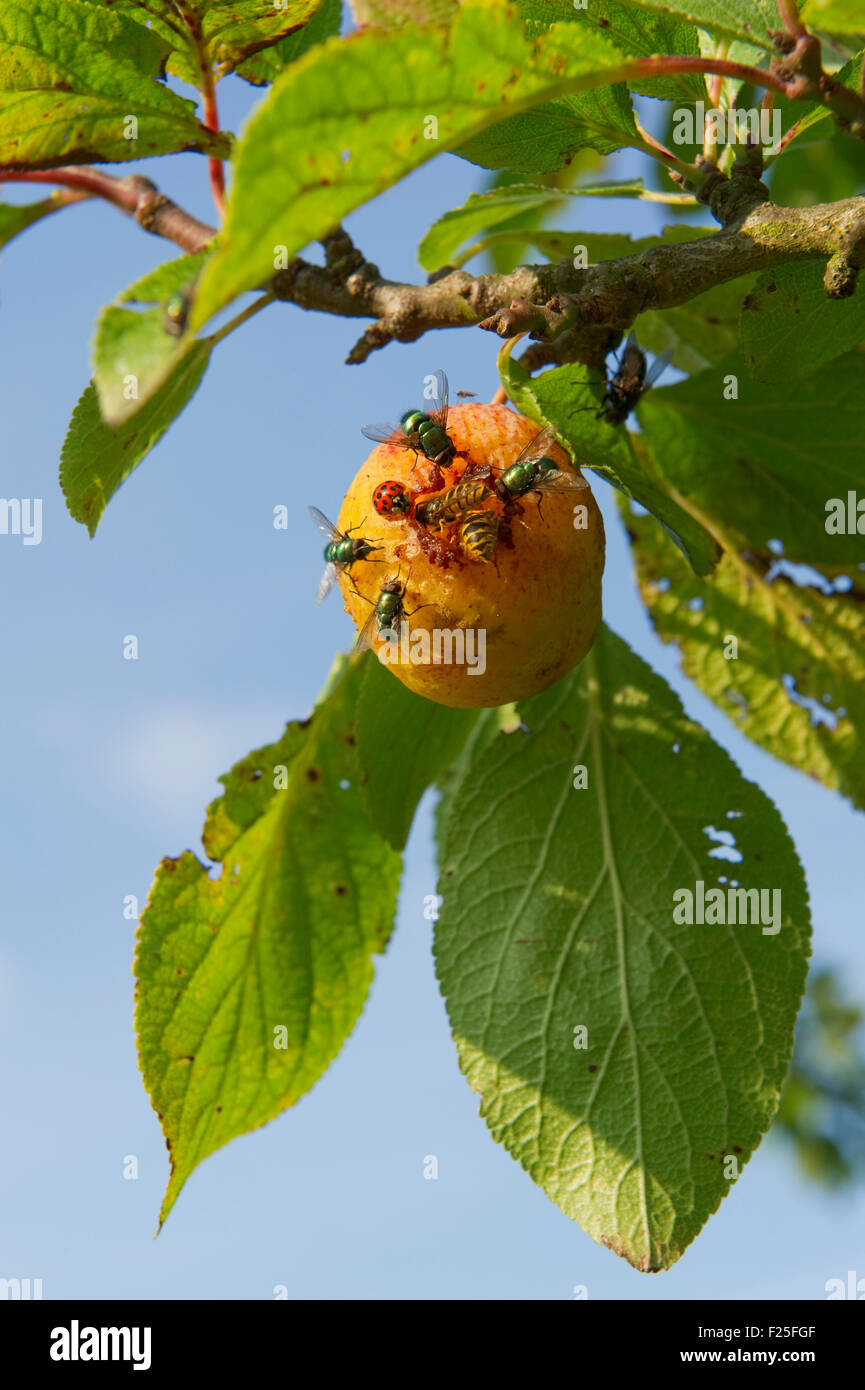 Insects on fruit hi-res stock photography and images - Alamy