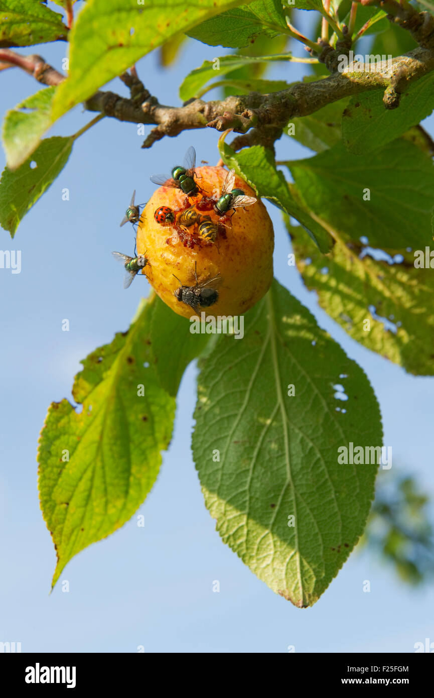 Insects on fruit Stock Photo - Alamy
