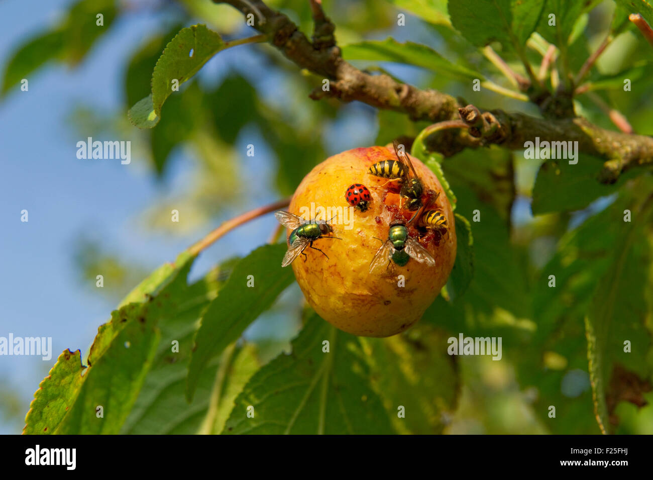 Insects on plum hi-res stock photography and images - Alamy