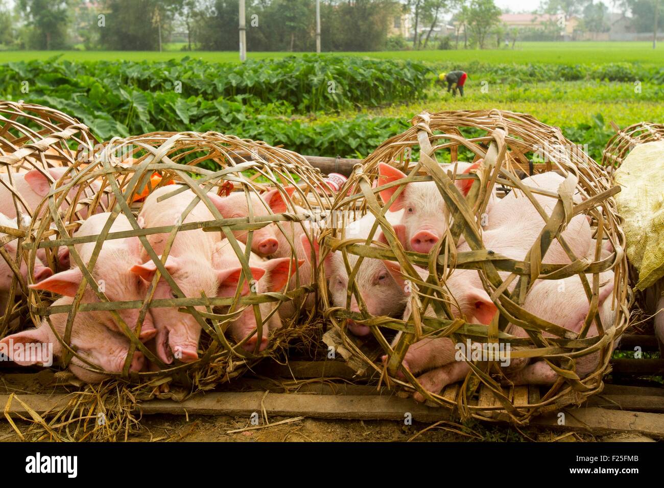 Nghia lo vietnam hi-res stock photography and images - Alamy