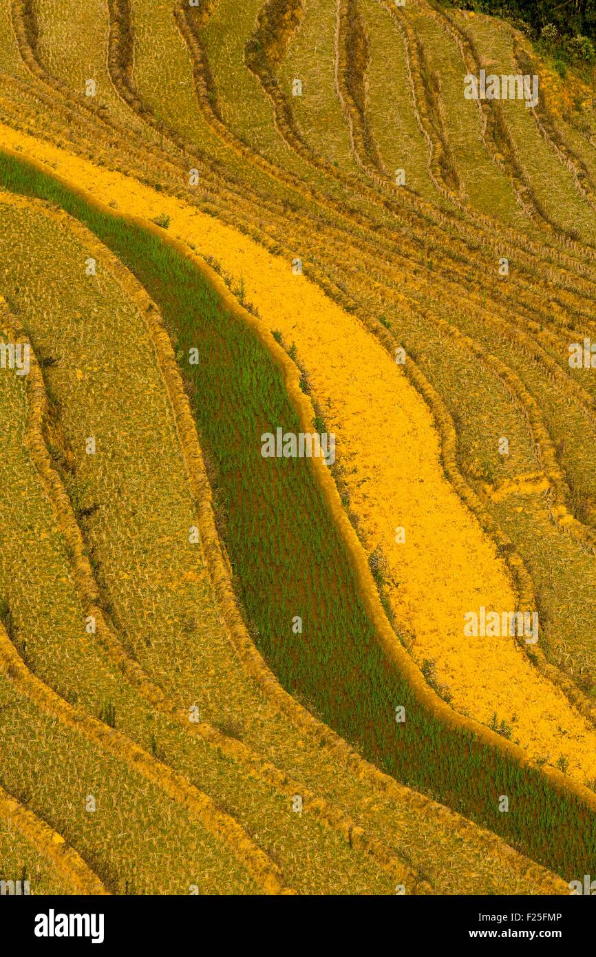 Vietnam, Yen Bai province, Mu Cang Chai District, La Pan Tan, paddy ...