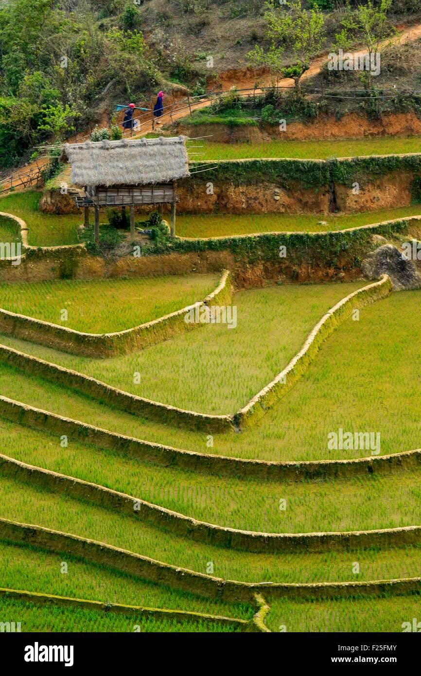 Vietnam, Yen Bai province, Mu Cang Chai District, La Pan Tan, paddy ...