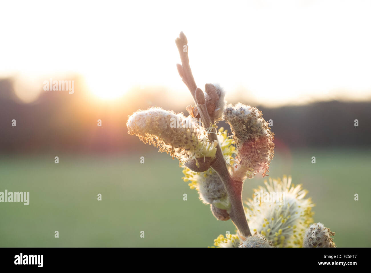 Osier hi-res stock photography and images - Alamy