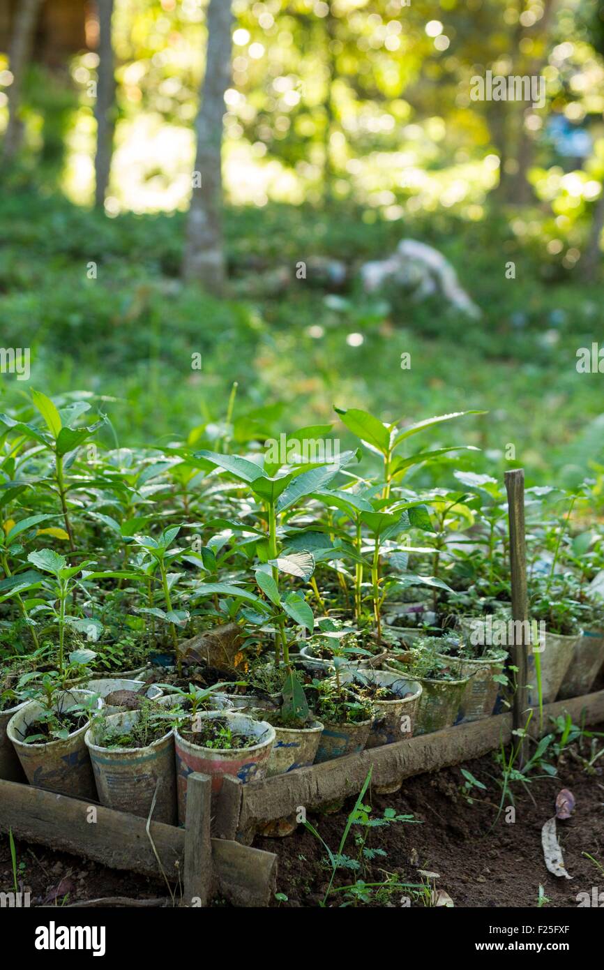 Indonesia, Sunda islands, Lombok, WWF New Trees Project, plant nursery ...