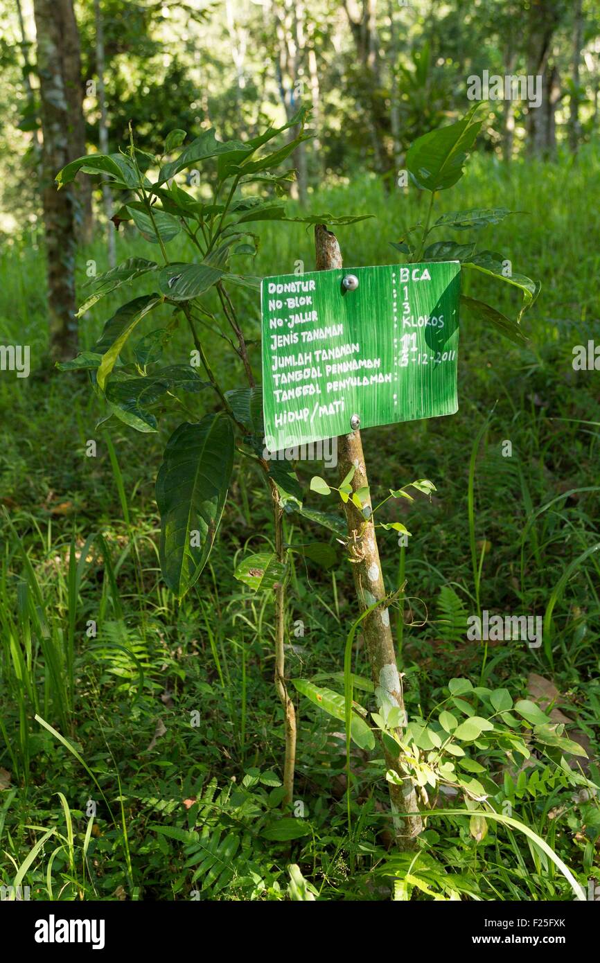 Trees From Indonesia