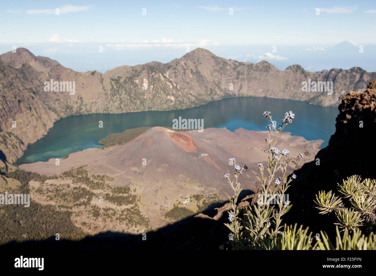 Indonesia, Sunda islands, Lombok, Gunung Rinjani National Park, flowers ...