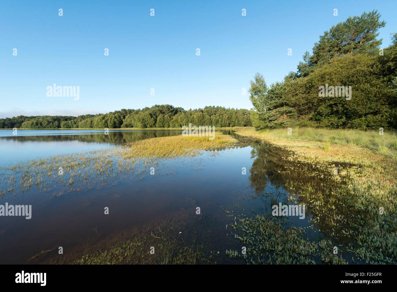 Paimpont hi-res stock photography and images - Alamy