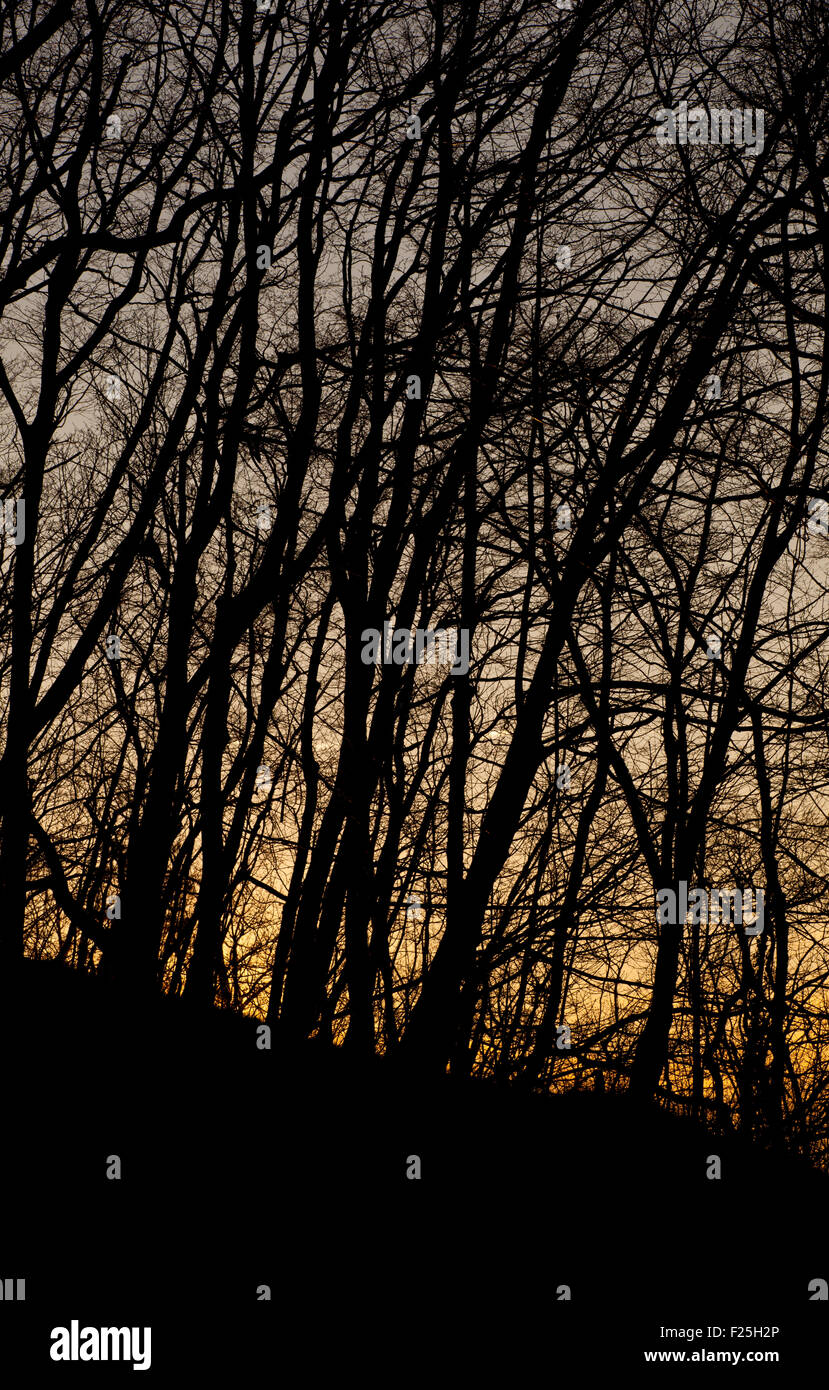 Branch of tree at sunset Stock Photo - Alamy