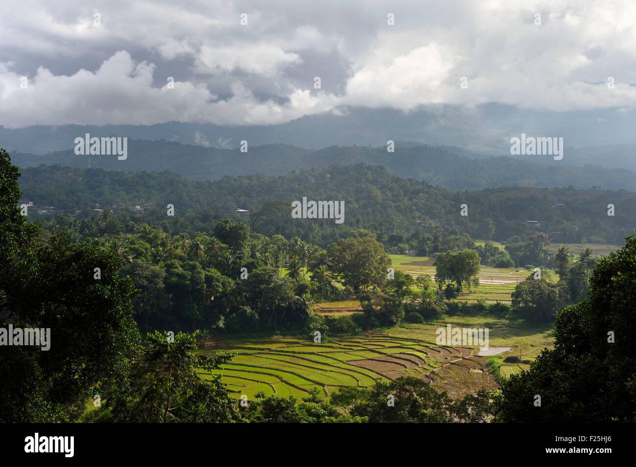 Sri Lanka, Central Province, Matale District, rice fields Stock Photo ...