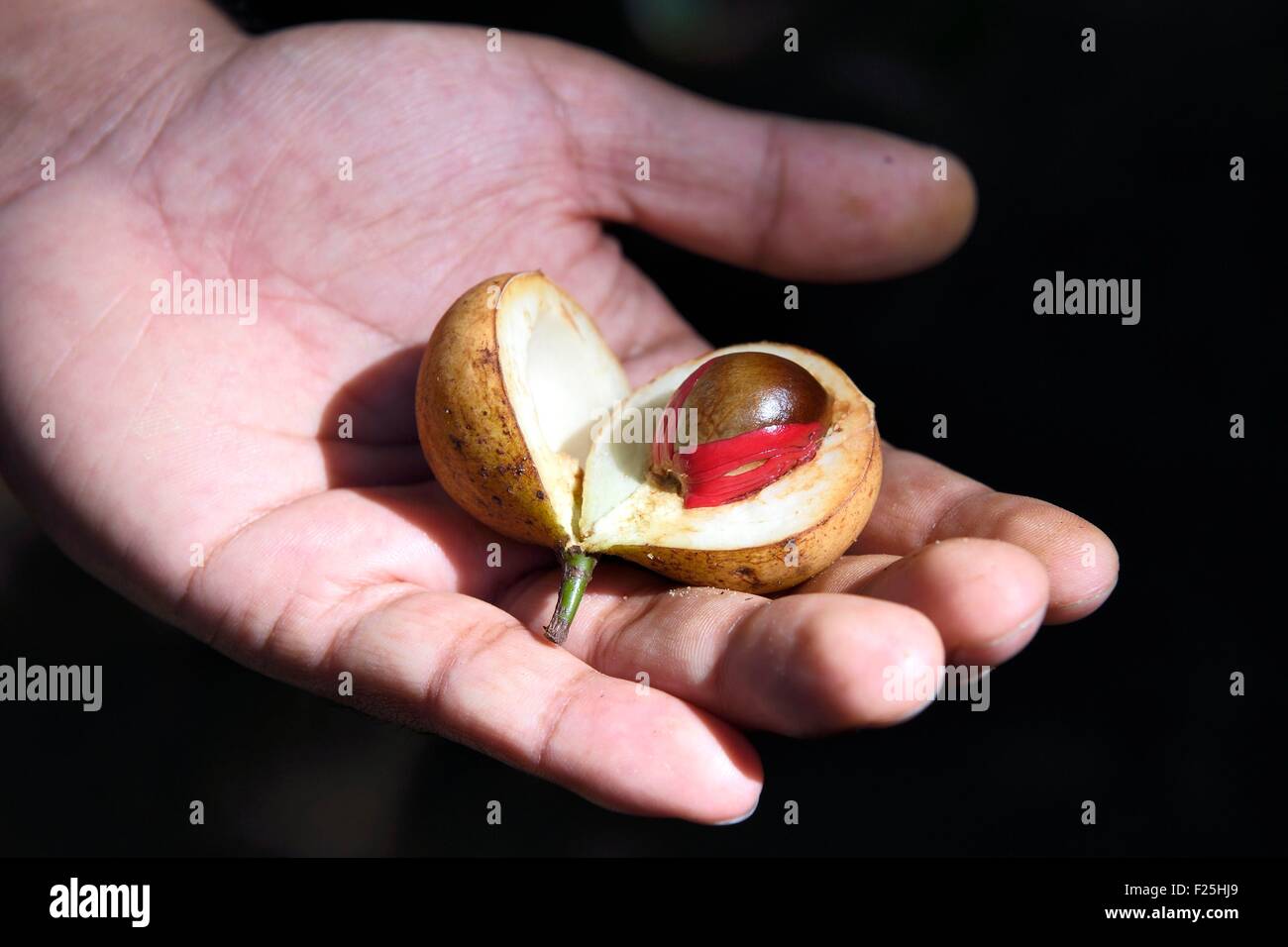 Sri Lanka, Central Province, Matale District, Kawudupelella, Ranweli ...