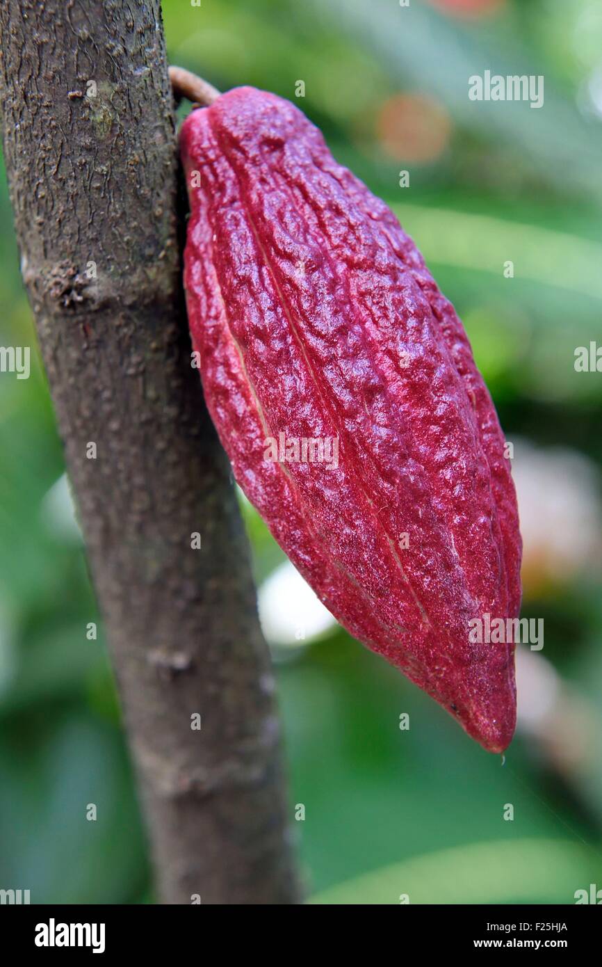 Sri Lanka, Central Province, Matale District, Kawudupelella, Ranweli ...