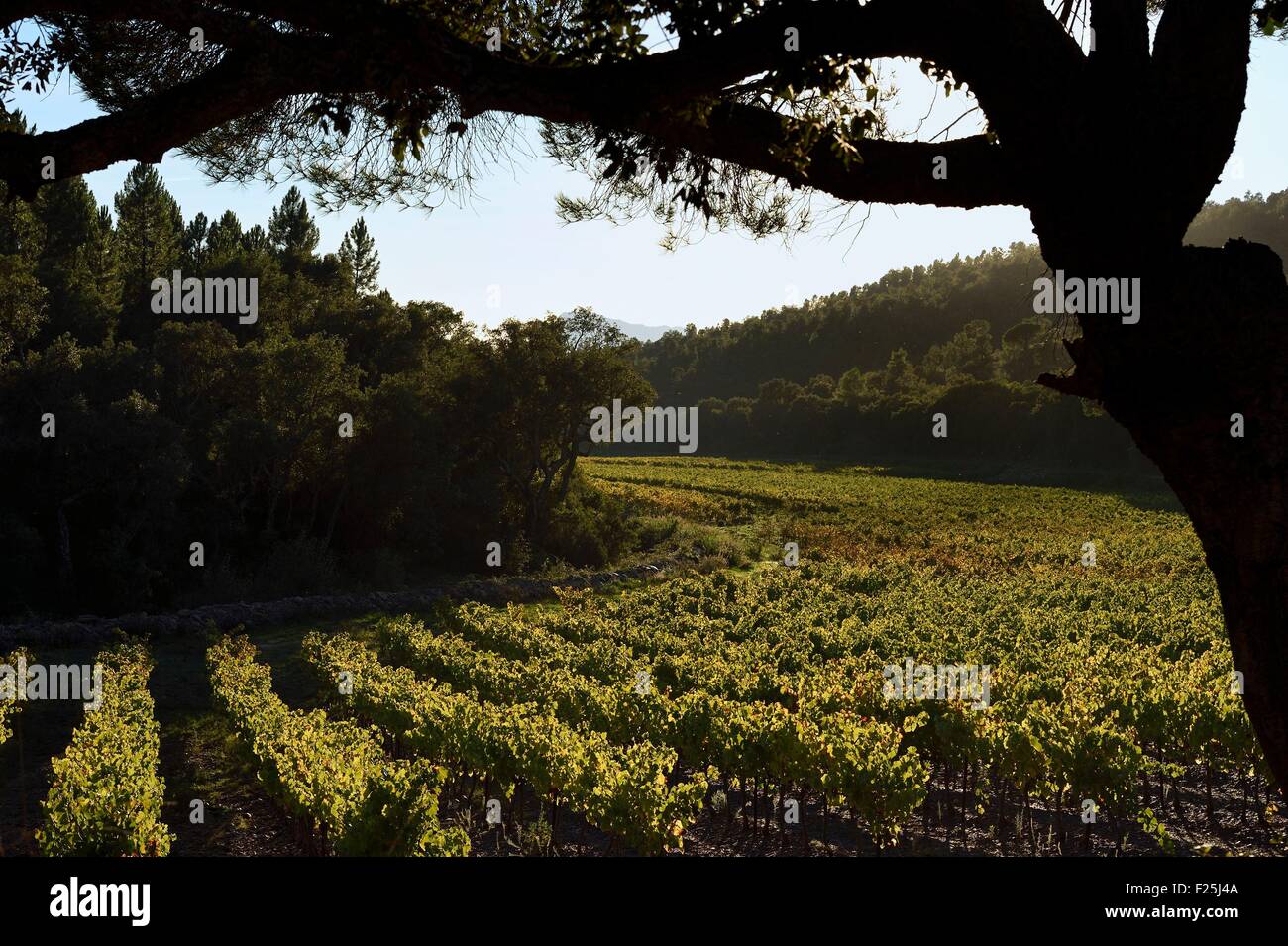 France, Var, Massif des Maures, Pierrefeu-du-Var, vineyards in the ...