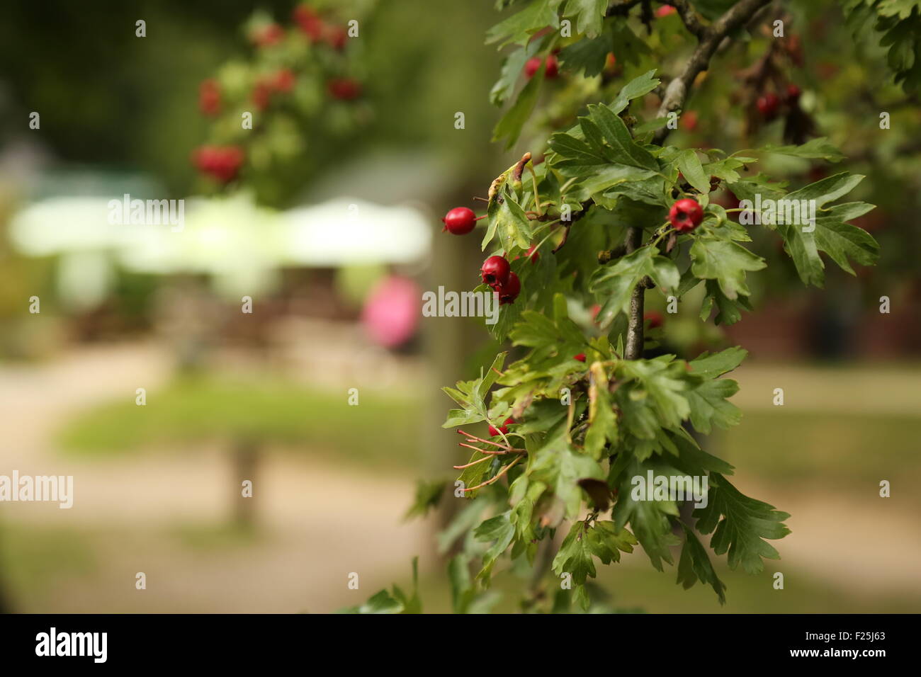 Bright red hawthorn berries at the start of Autumn in a woodland ...