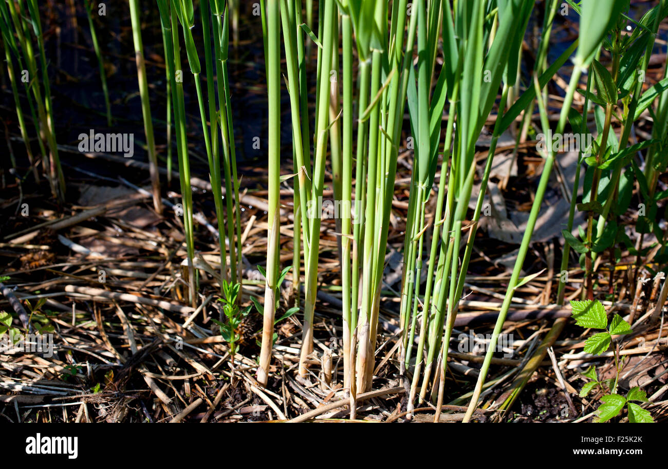 Cane thicket hi-res stock photography and images - Alamy