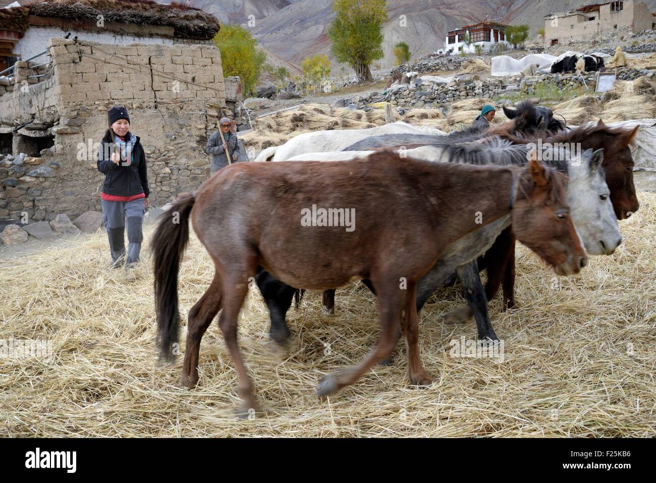 India, Jammu and Kashmir State, Himalaya, Ladakh, Zanskar, barley ...