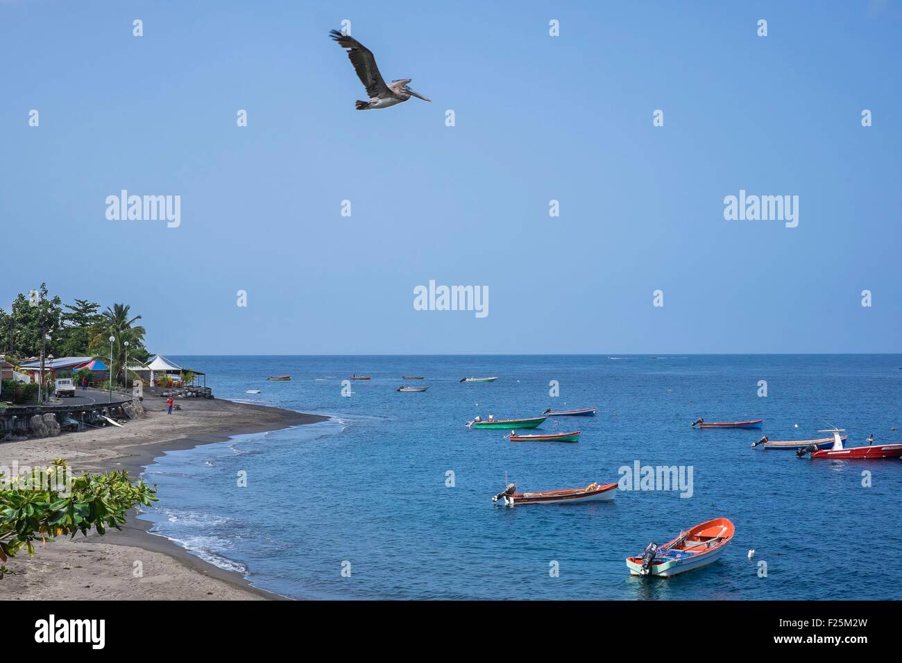 France, Martinique, Le Precheur, a pelican over the black sand beach ...