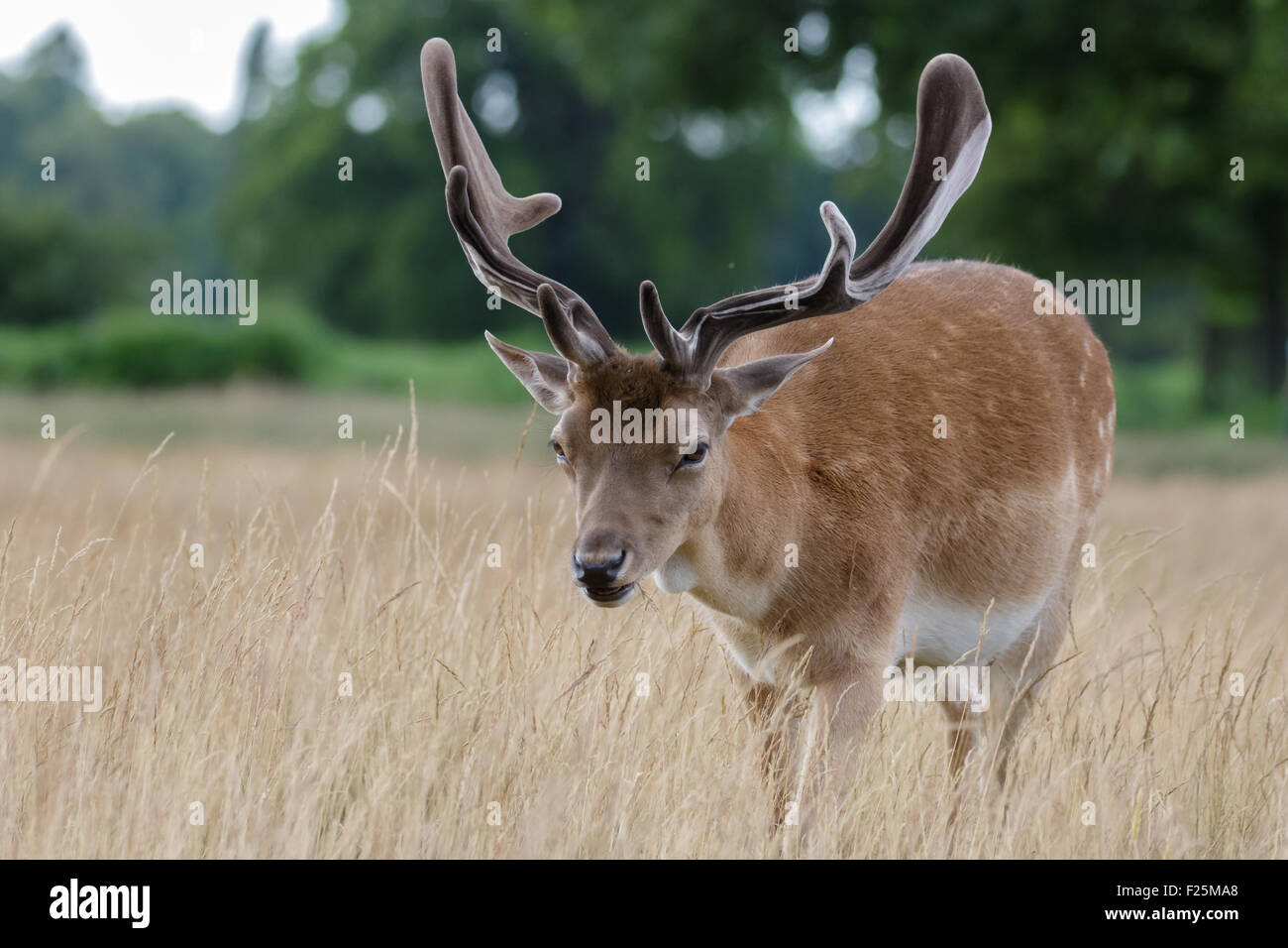Fallow Deer buck (Dama dama) growing velvet antlers in summer Stock ...