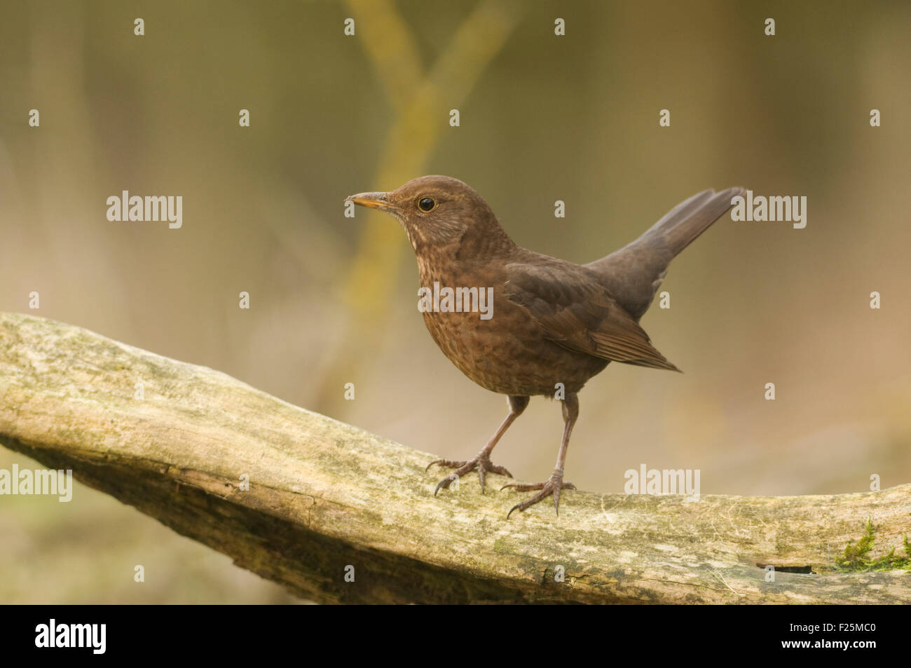Turdus merula hi-res stock photography and images - Alamy