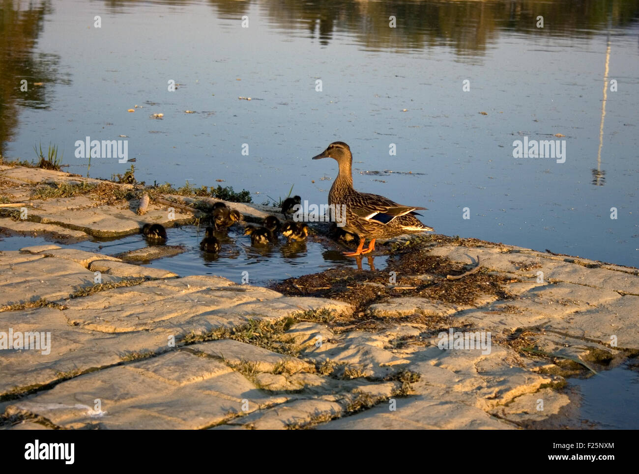 Duck and sons in the river Stock Photo - Alamy