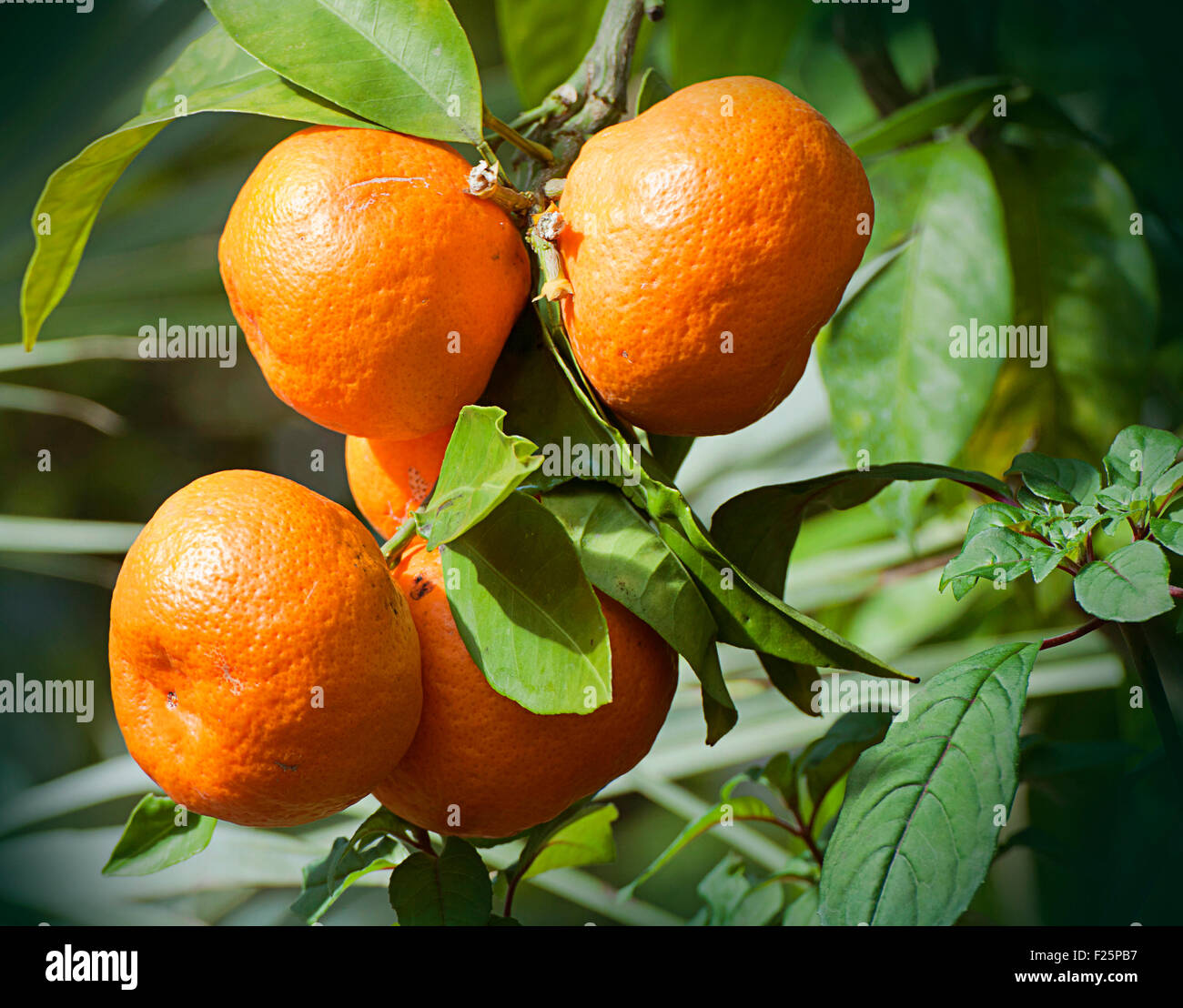 Green tangerines growing on hi-res stock photography and images - Alamy