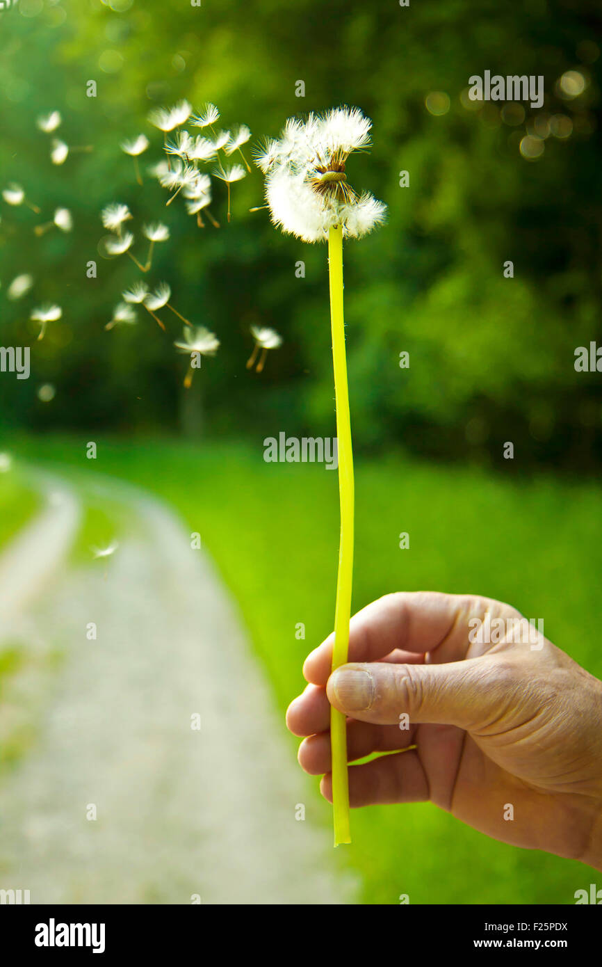 Blowing the seeds from a dandelion globe picked in a green field. You ...