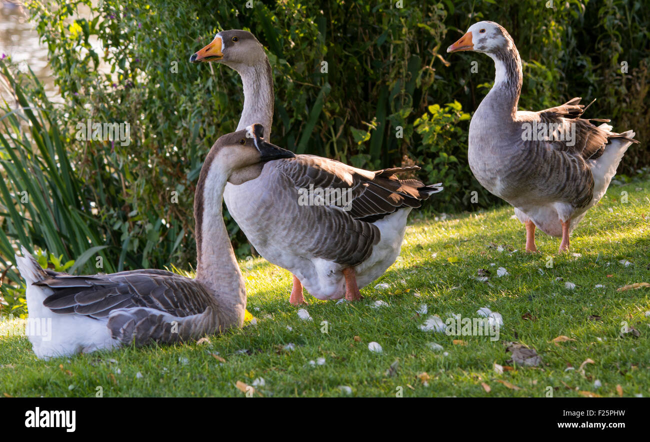 Chinese geese hi-res stock photography and images - Alamy