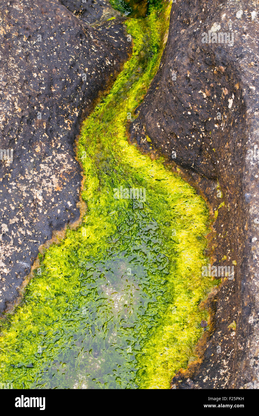 ROCK POOL WITH GREEN SEAWEED HOPEMAN COASTLINE MORAY SCOTLAND Stock ...