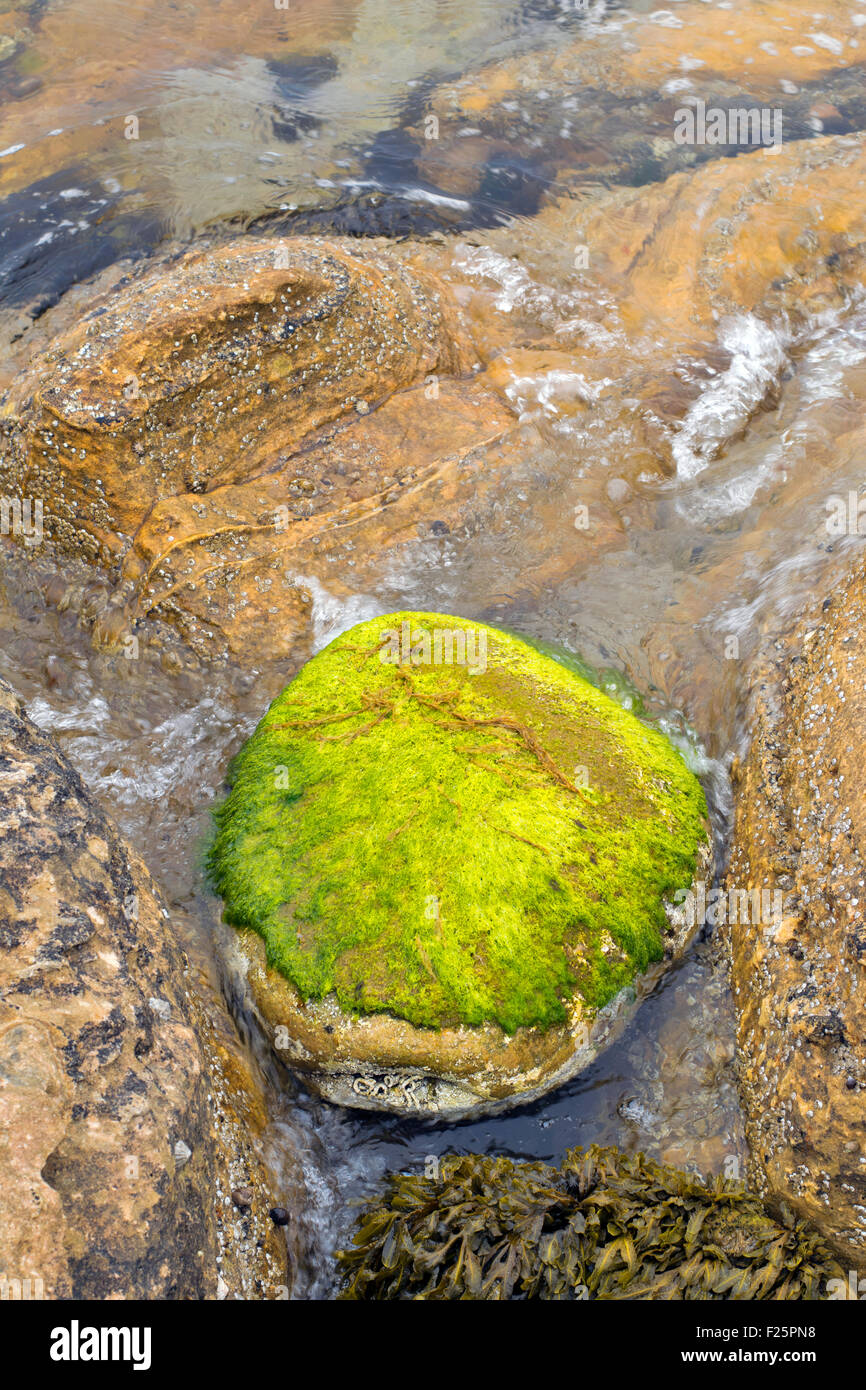 STONE IN A ROCK POOL COVERED WITH GREEN SEAWEED HOPEMAN COASTLINE MORAY ...