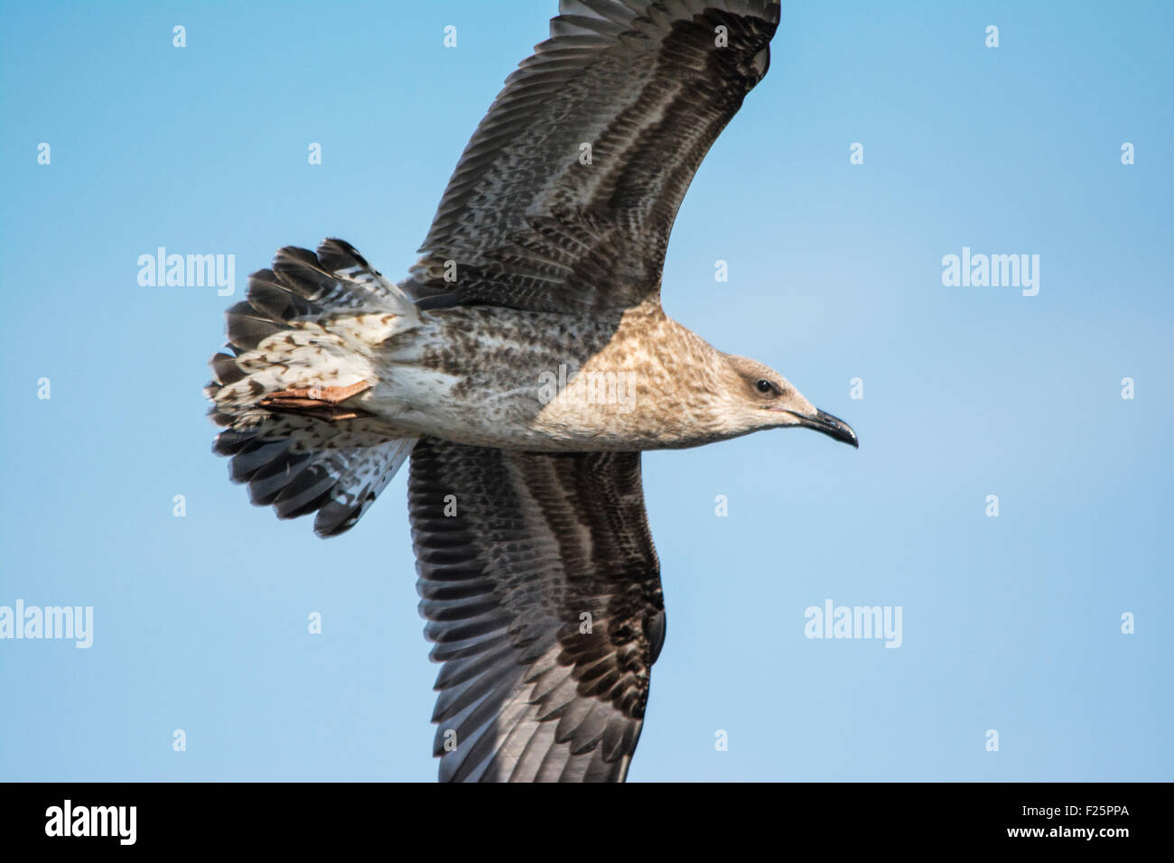 Common Gull in flight Stock Photo - Alamy