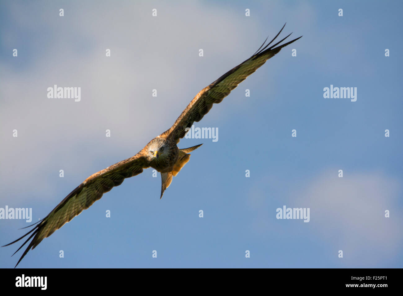 Red Kite in flight Stock Photo - Alamy