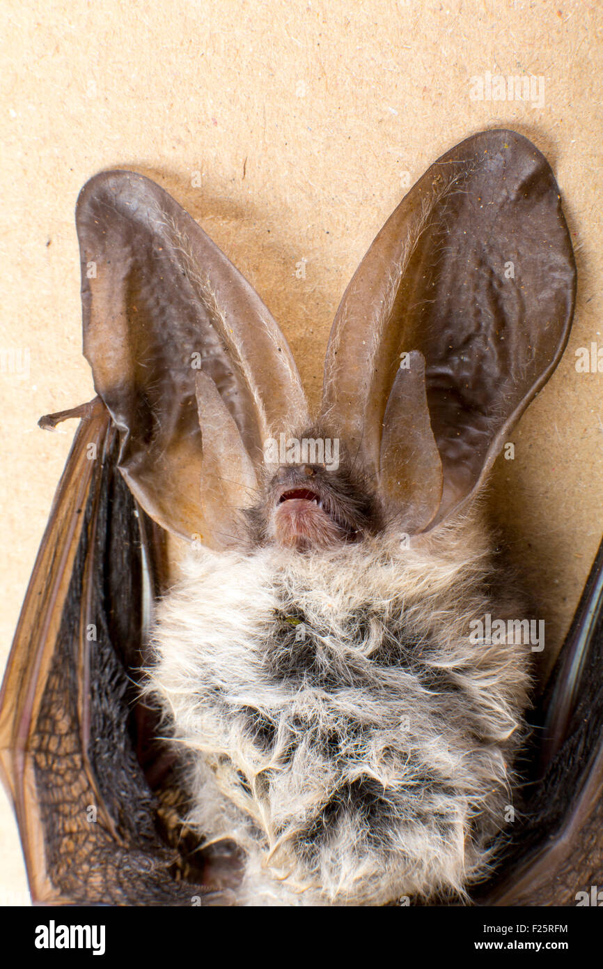 Plecotus auritus, brown long-eared bat with spread wings on white ...