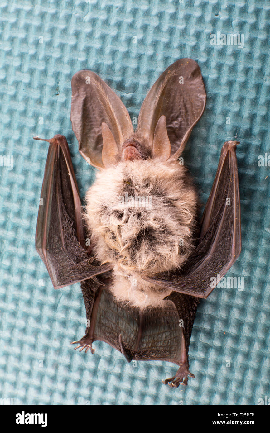 Bat echolocation hi-res stock photography and images - Alamy
