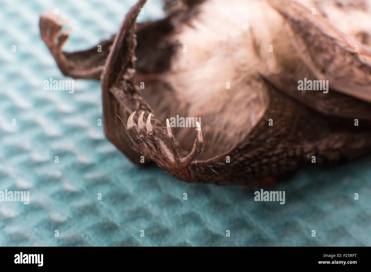 Plecotus auritus, brown long-eared bat feet details claws and tail ...