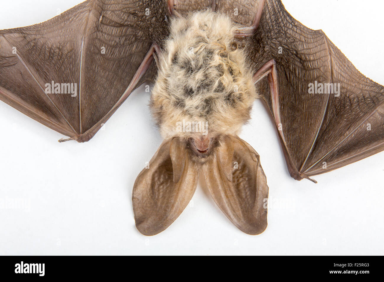 Bat ear hi-res stock photography and images - Alamy