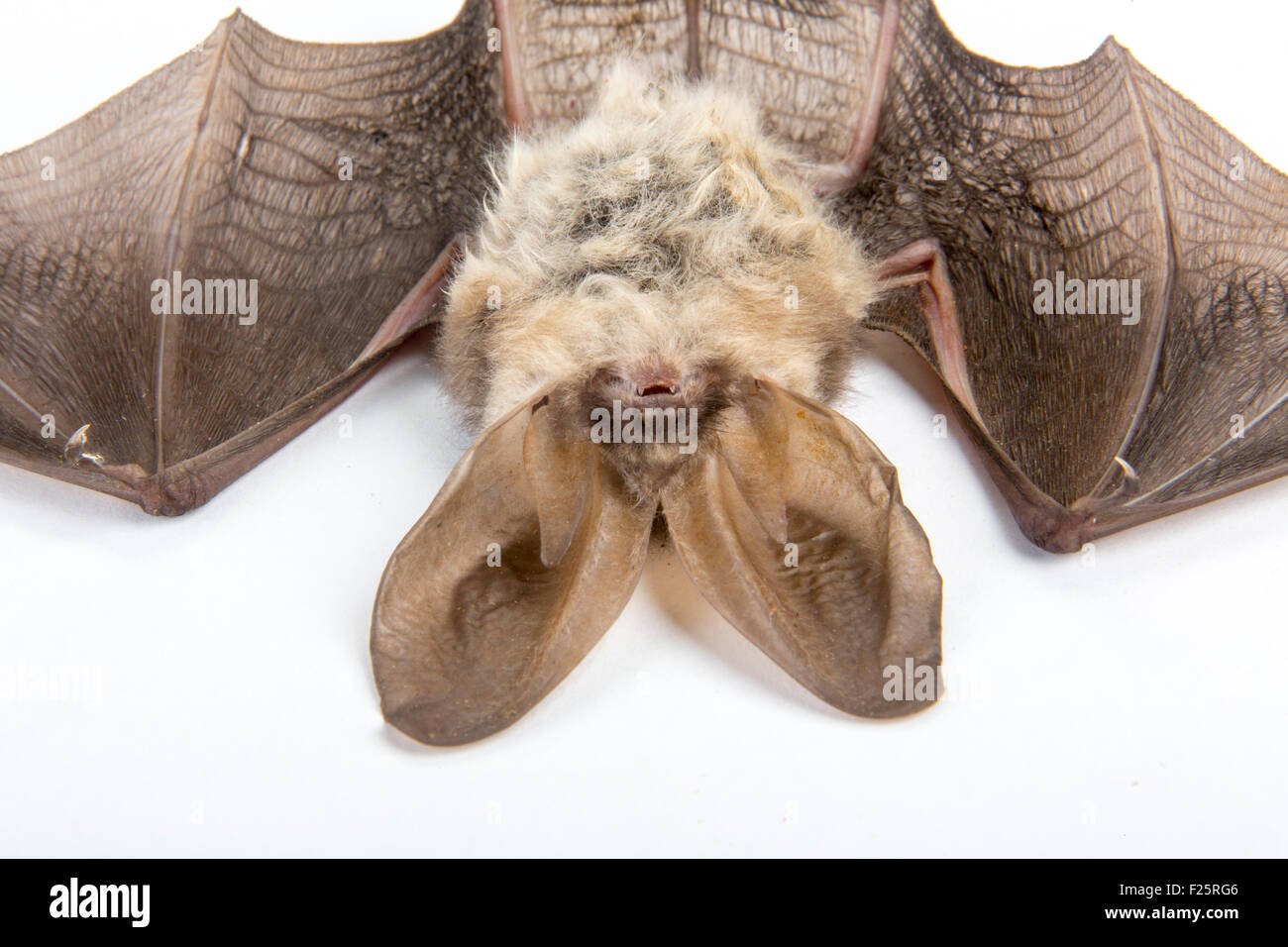 Plecotus auritus, brown long-eared bat with spread wings on white ...